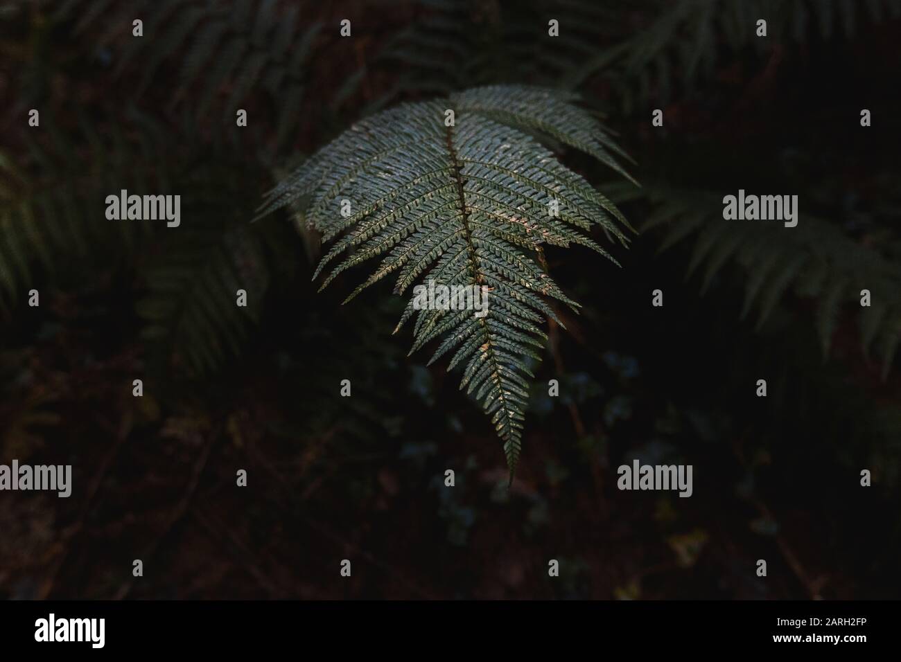 A large deep green fern Stock Photo - Alamy