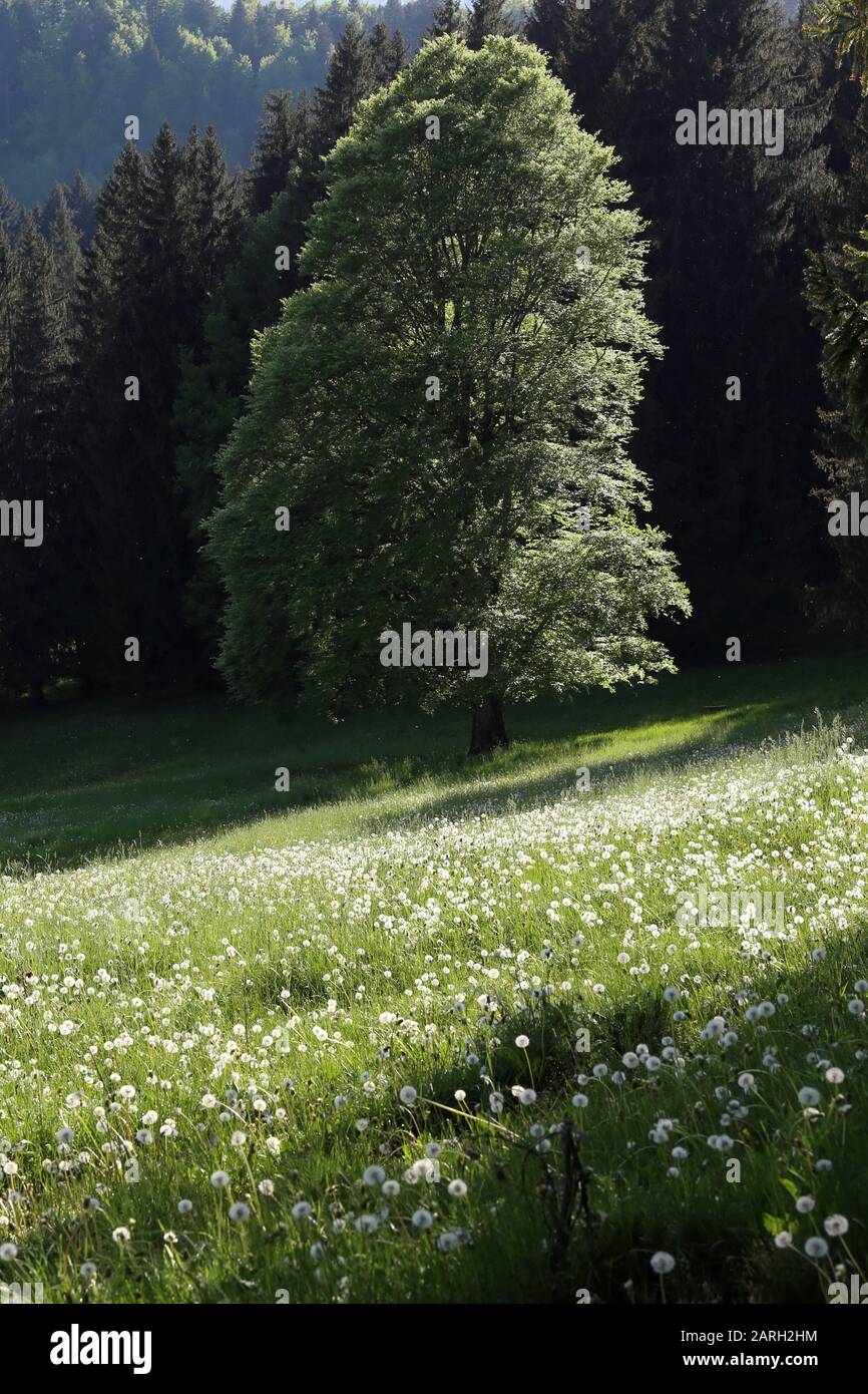 Tree on meadow hi-res stock photography and images - Alamy