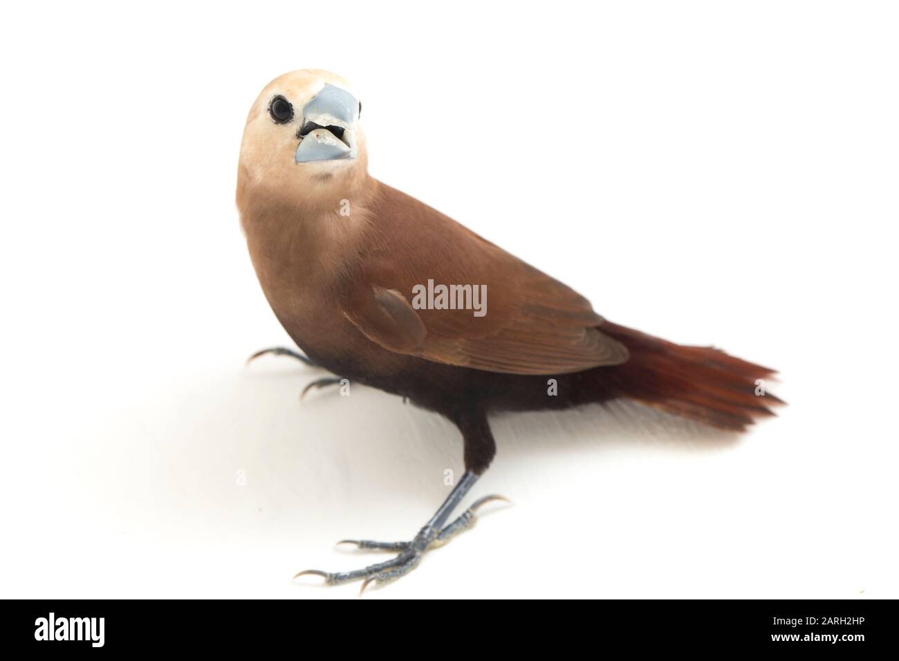 The white-headed munia (Lonchura maja) isolated on white background ...
