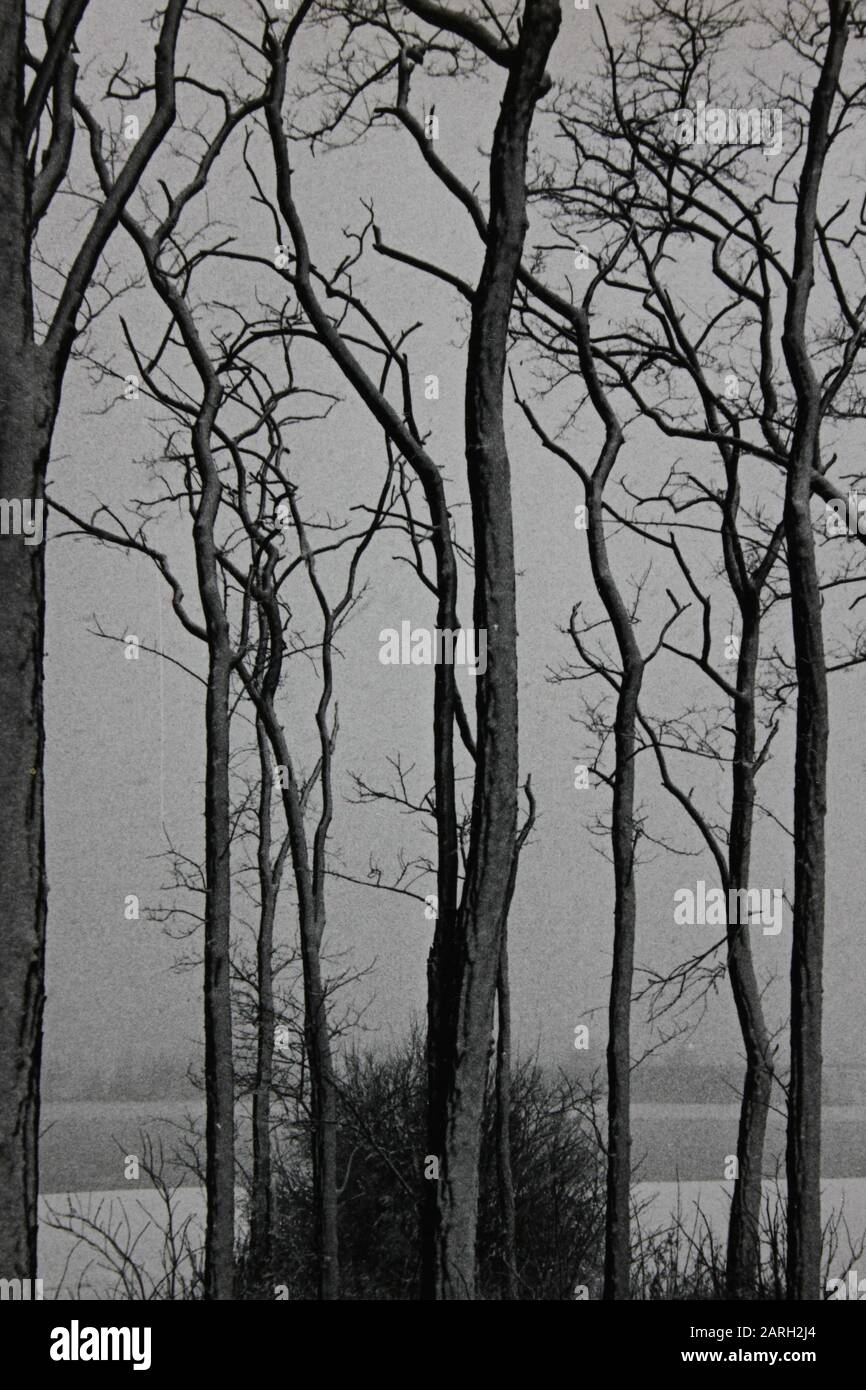 Fine 1970s black and white vintage photography of an unblemished forest ...