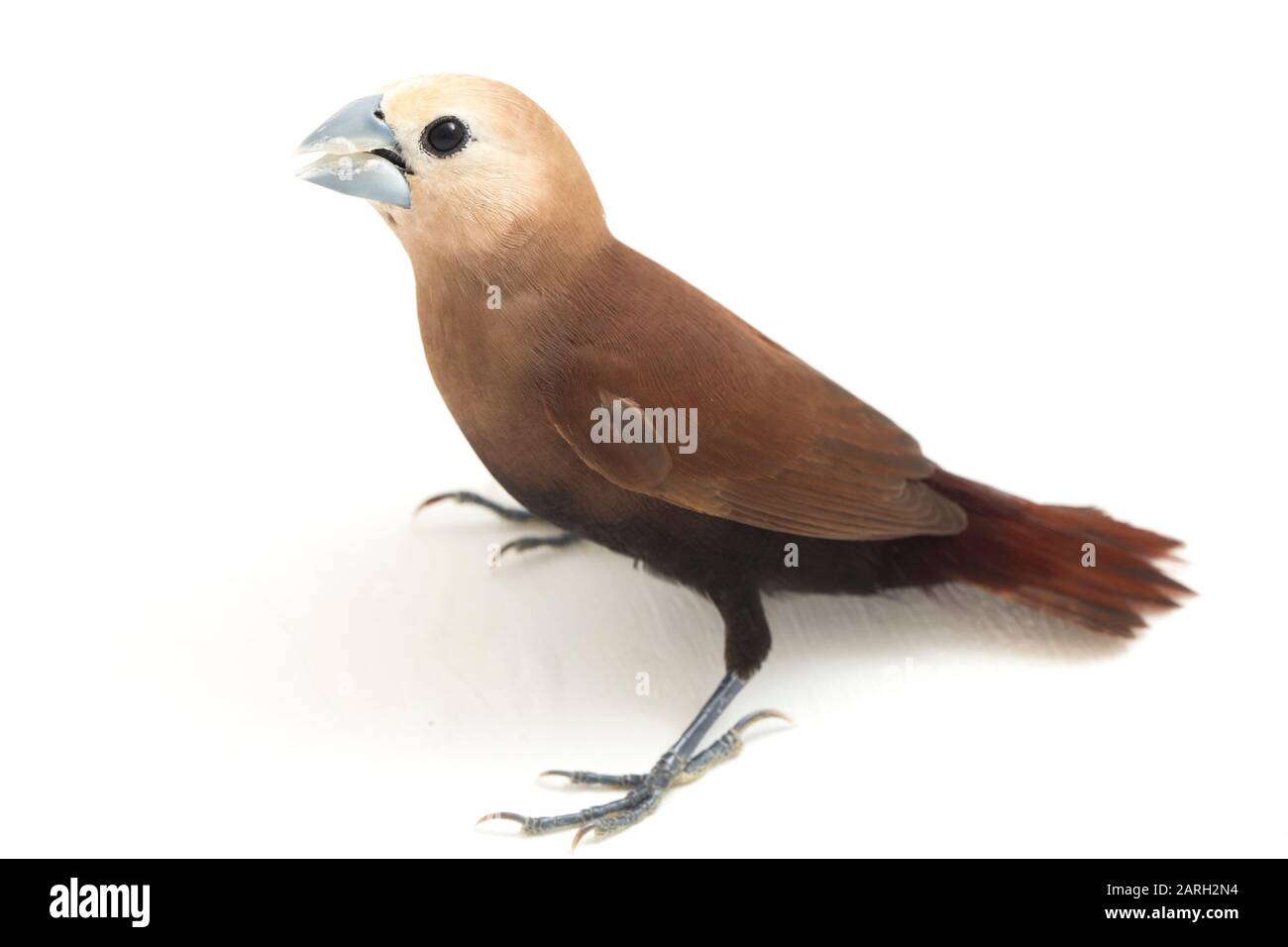 The white-headed munia (Lonchura maja) isolated on white background ...