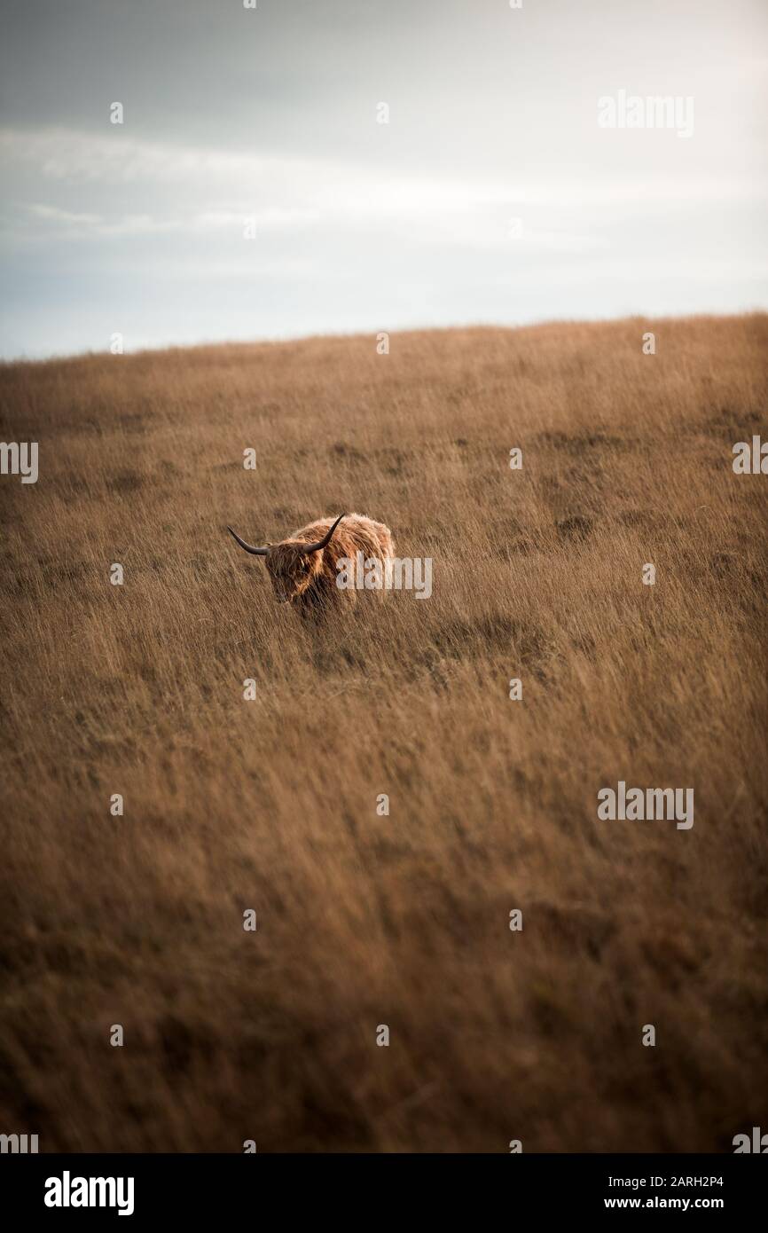 A large fluffy bull in a field Stock Photo - Alamy