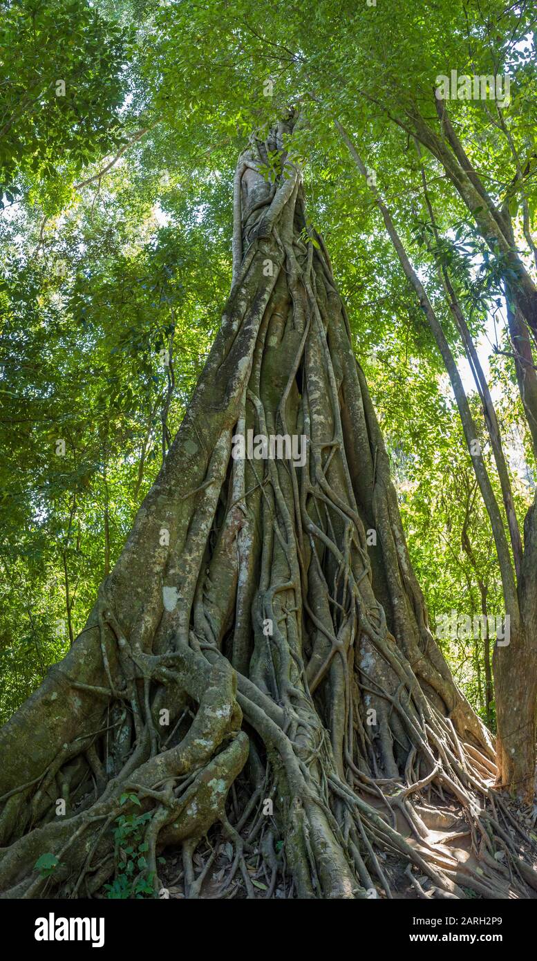 Big tree with root and trunk in jungle Stock Photo - Alamy