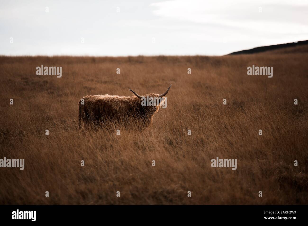 Tree alone in paddy field hi-res stock photography and images - Alamy