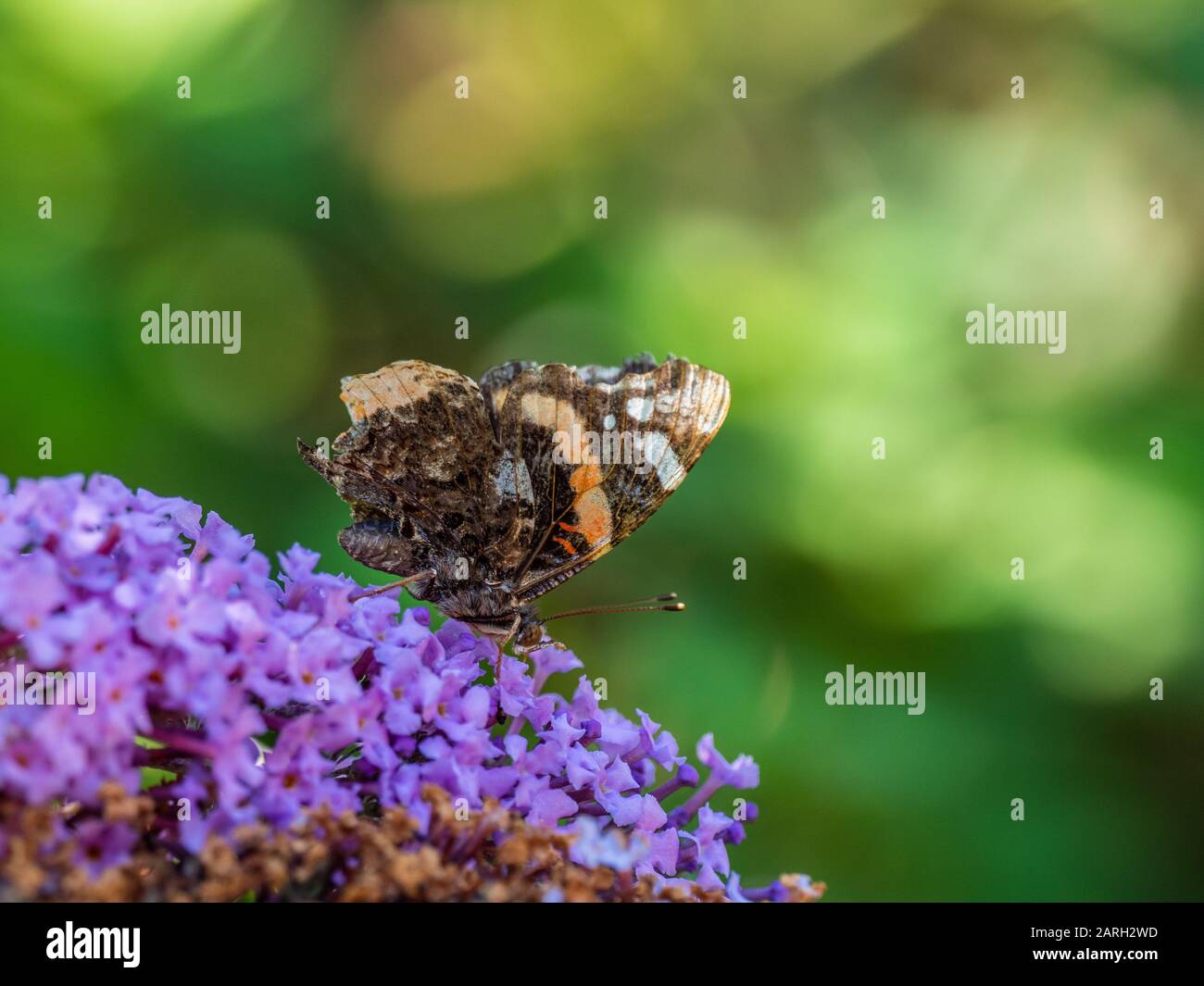 Vanessa atalanta, the red admiral or red admirable butterfly on ...