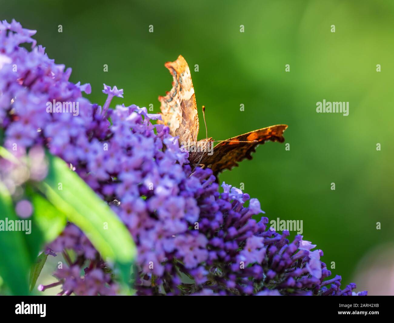 Comma Butterfly ( Polygonia c-album ) Resting Stock Photo - Alamy