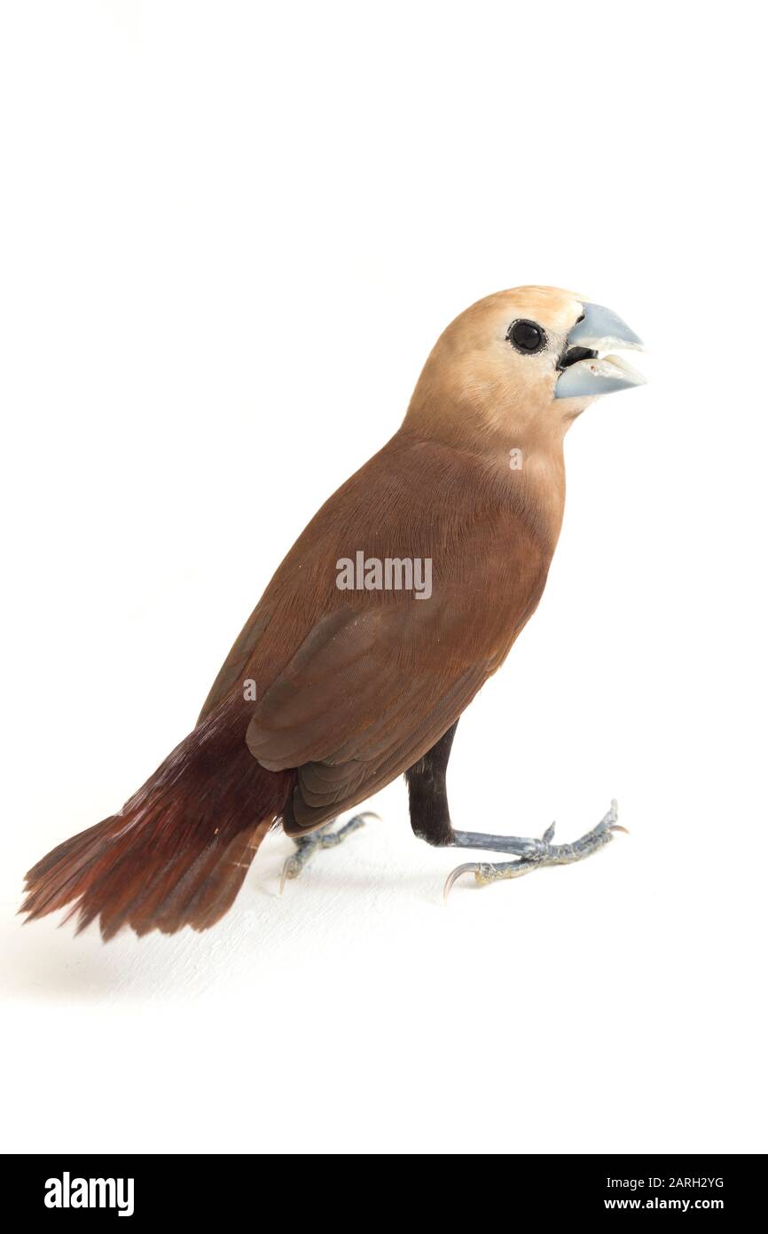 The white-headed munia (Lonchura maja) isolated on white background ...