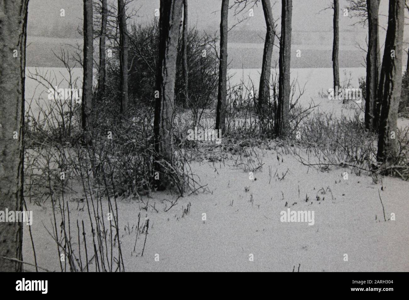 Fine 1970s black and white vintage photography of an unblemished forest ...