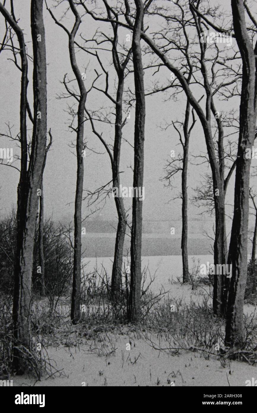Fine 1970s black and white vintage photography of an unblemished forest ...