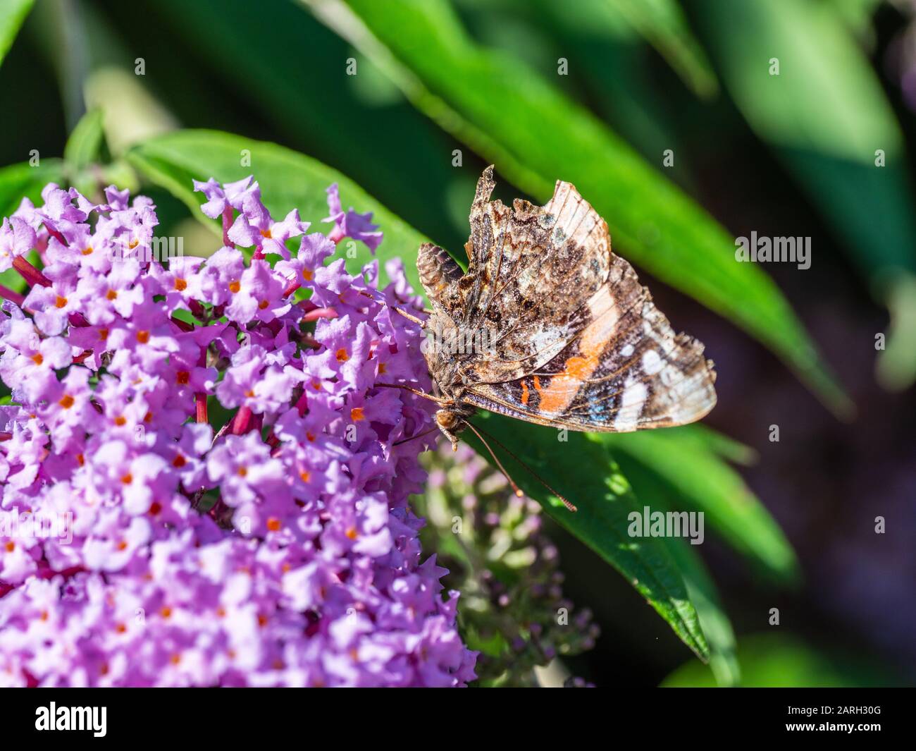 Vanessa atalanta, the red admiral or red admirable butterfly on ...