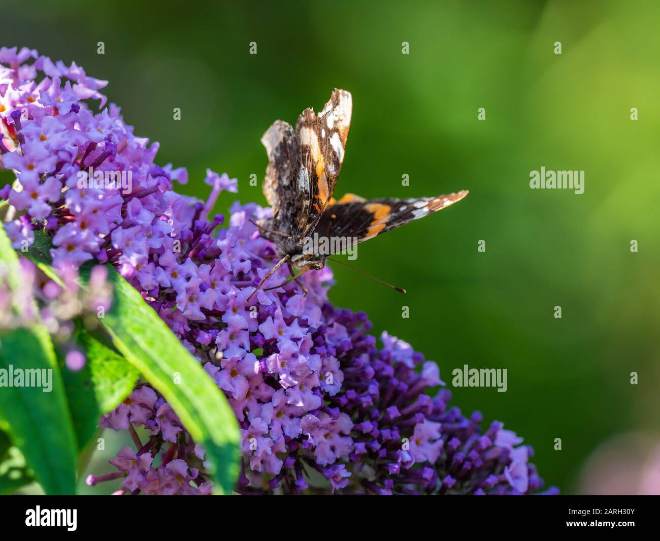 Vanessa atalanta, the red admiral or red admirable butterfly on ...