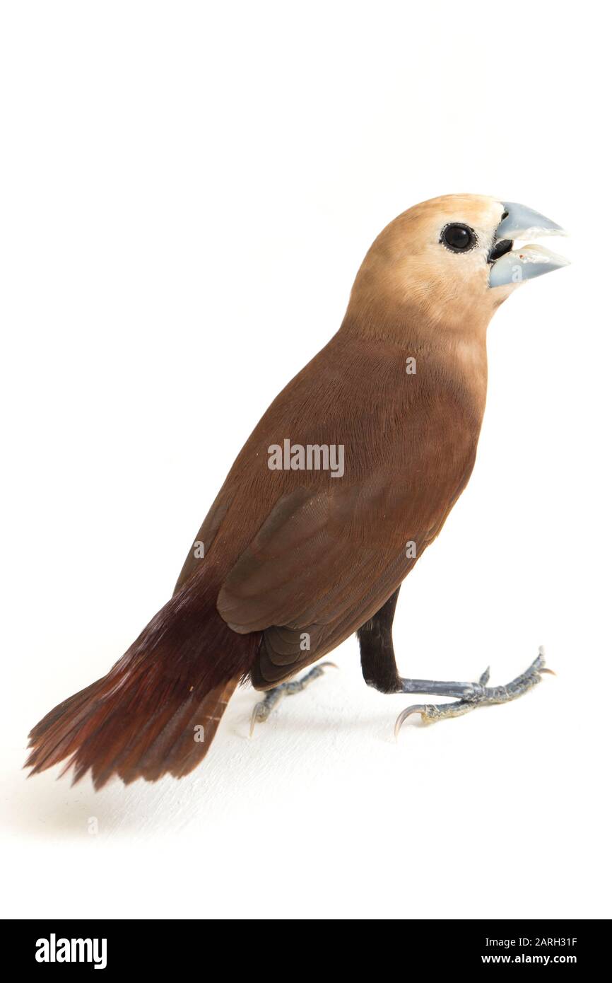 The white-headed munia (Lonchura maja) isolated on white background ...