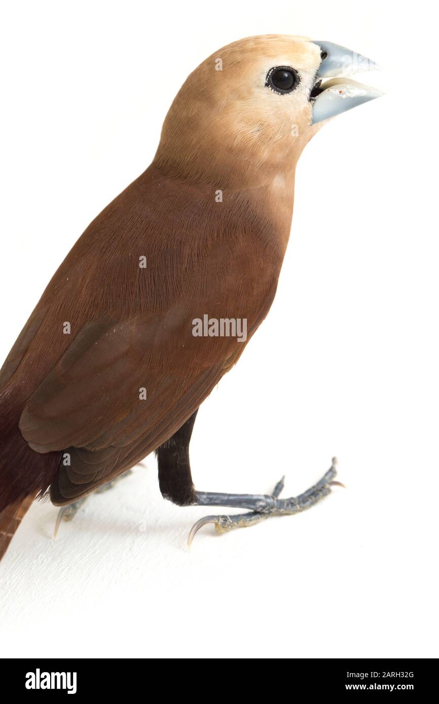 The white-headed munia (Lonchura maja) isolated on white background ...