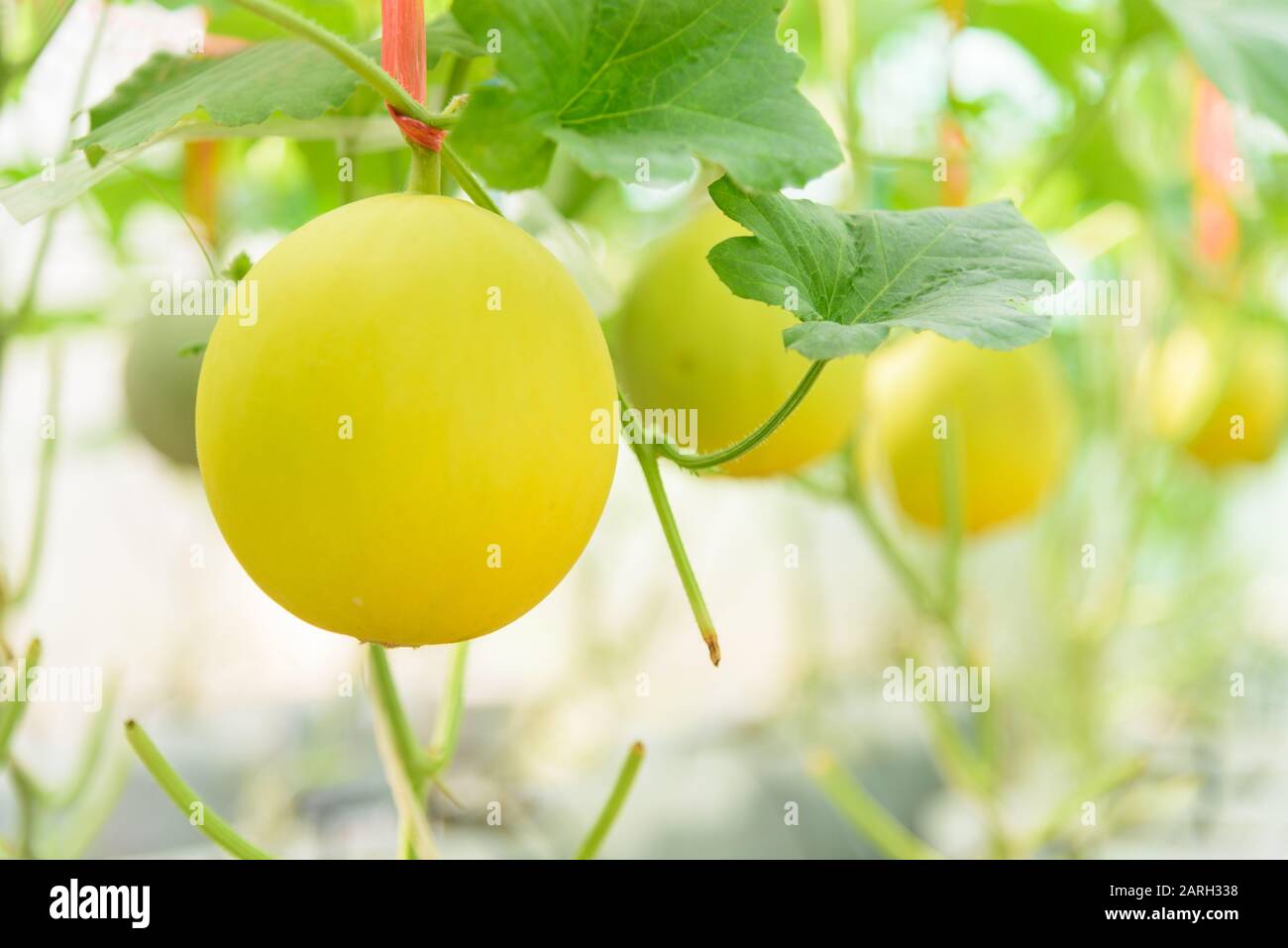 Fresh golden melon in greenhouse Stock Photo - Alamy