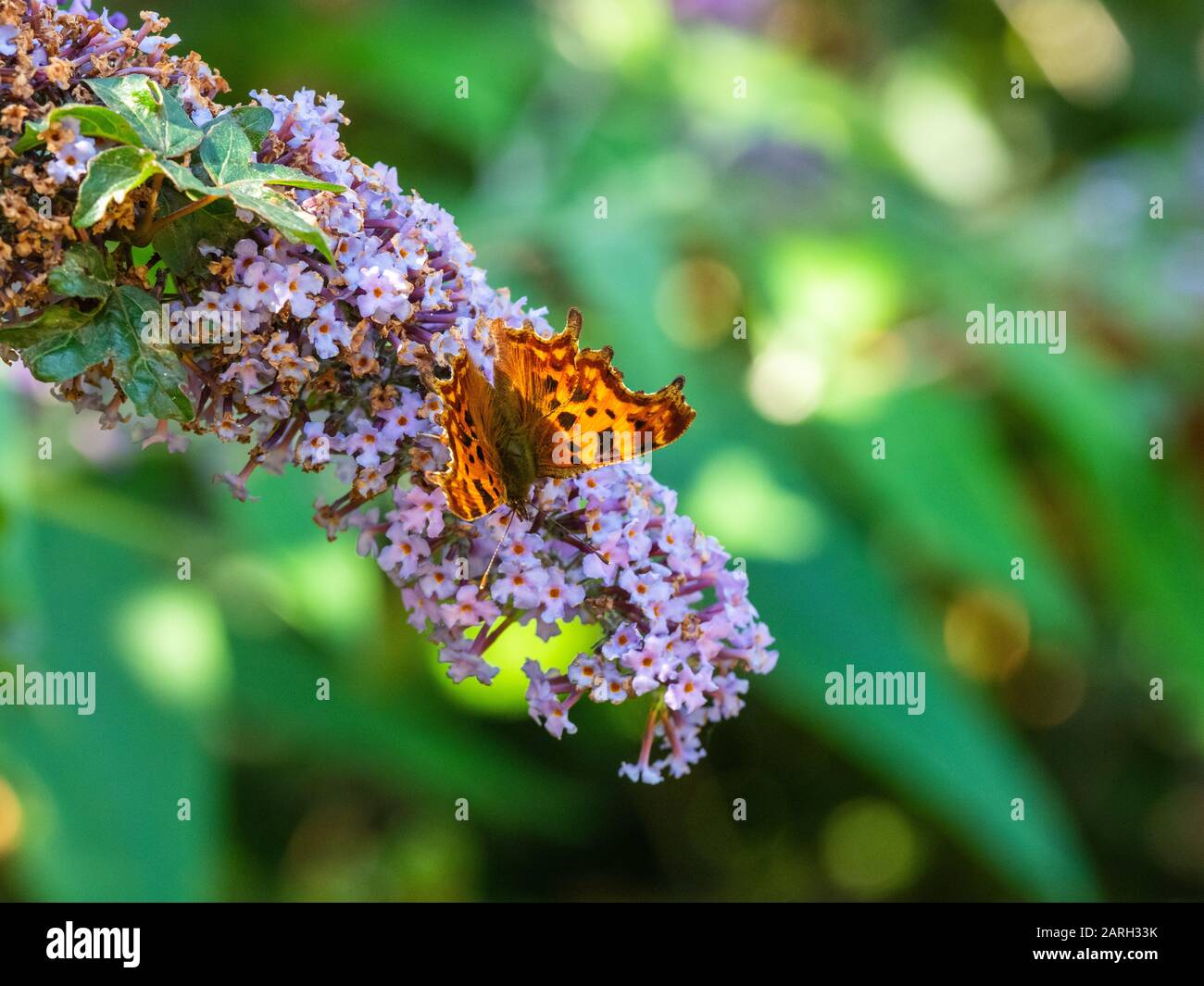 Comma Butterfly ( Polygonia c-album ) Resting Stock Photo - Alamy