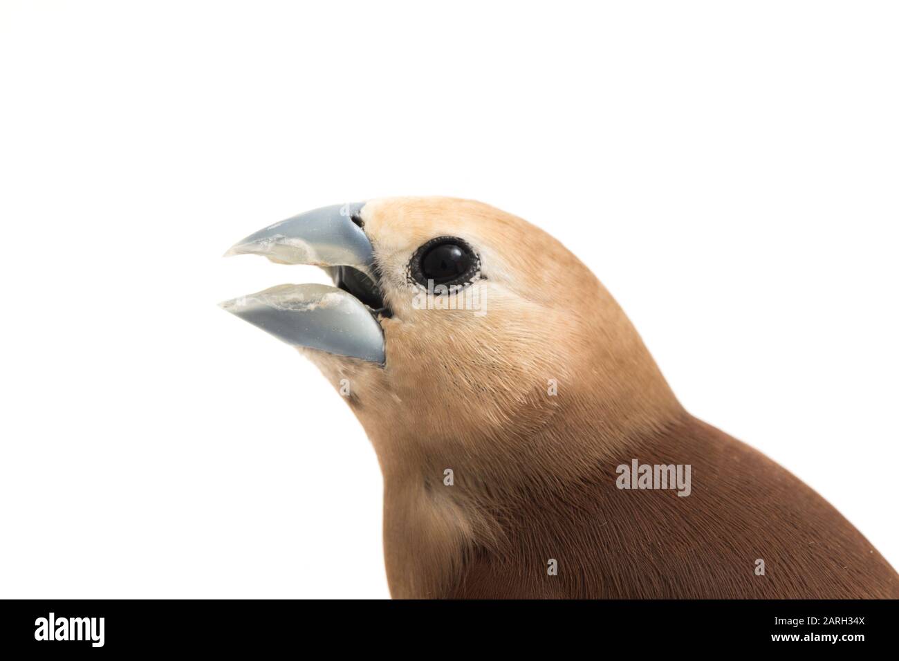 The white-headed munia (Lonchura maja) isolated on white background ...