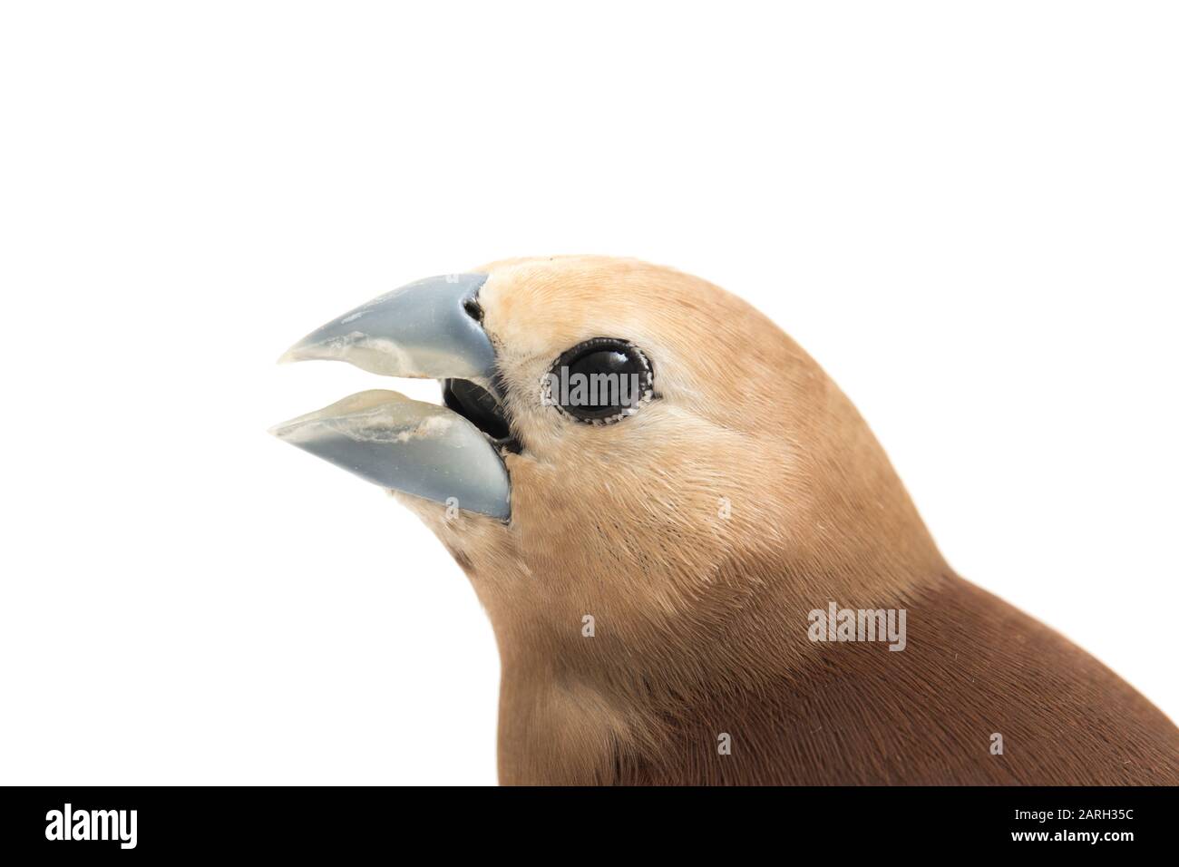 The white-headed munia (Lonchura maja) isolated on white background ...