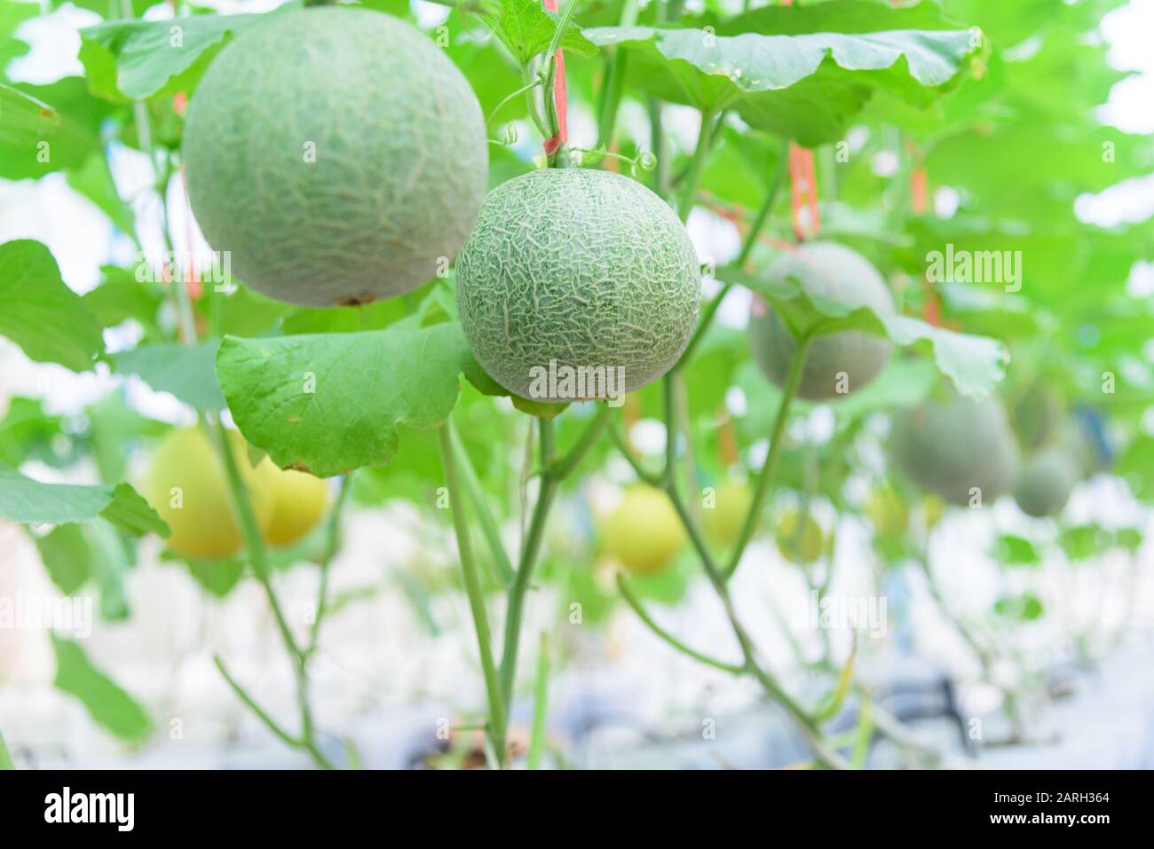 Fresh melon in greenhouse Stock Photo - Alamy