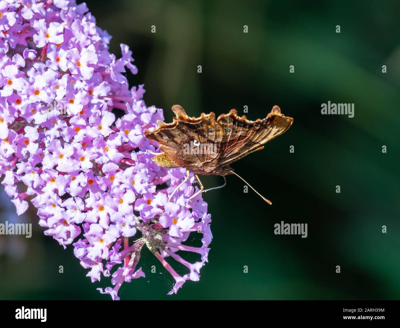 Comma Butterfly ( Polygonia c-album ) Resting Stock Photo - Alamy