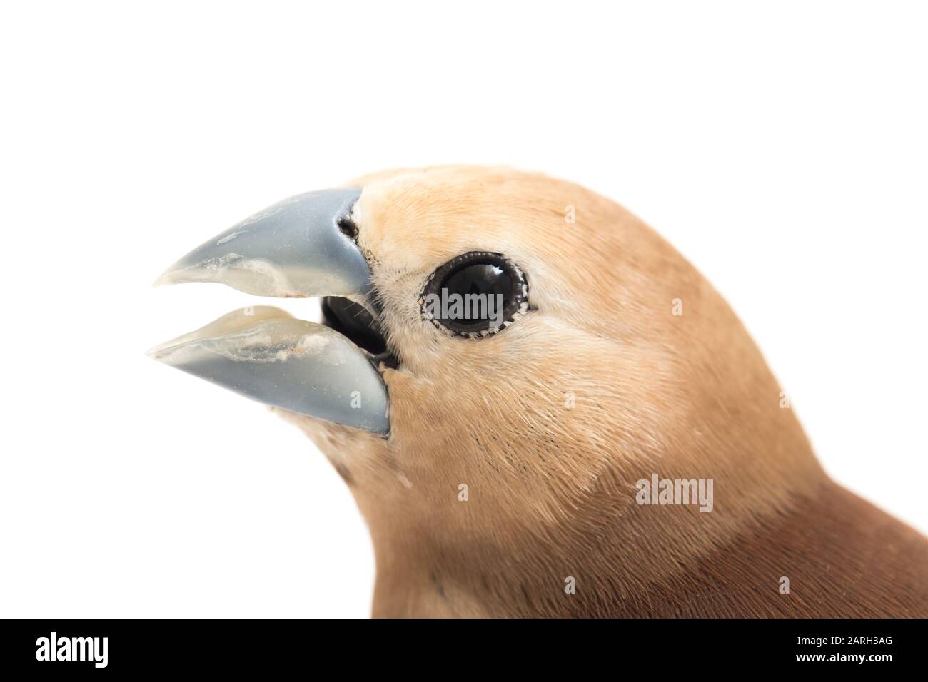 The white-headed munia (Lonchura maja) isolated on white background ...