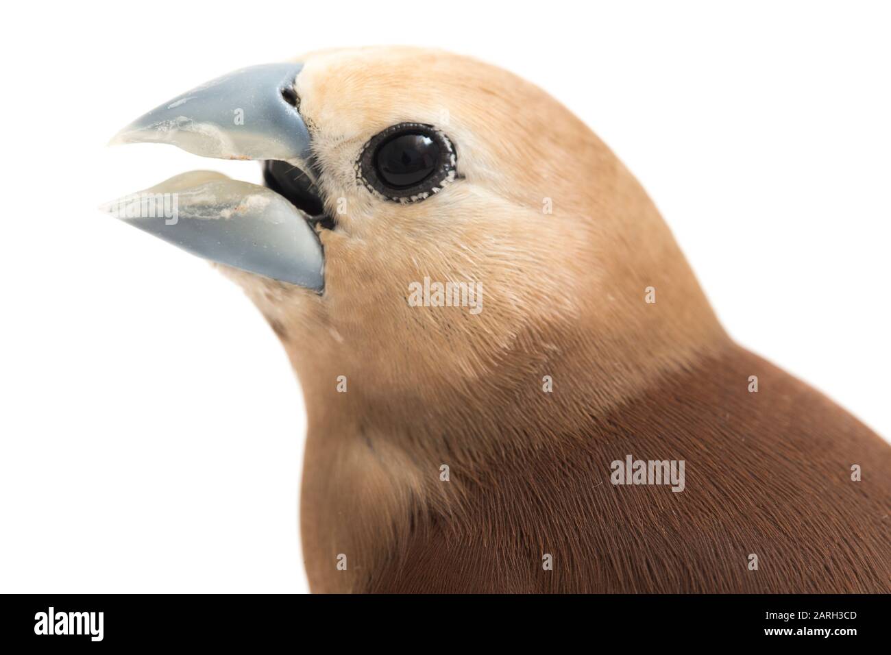 The white-headed munia (Lonchura maja) isolated on white background ...