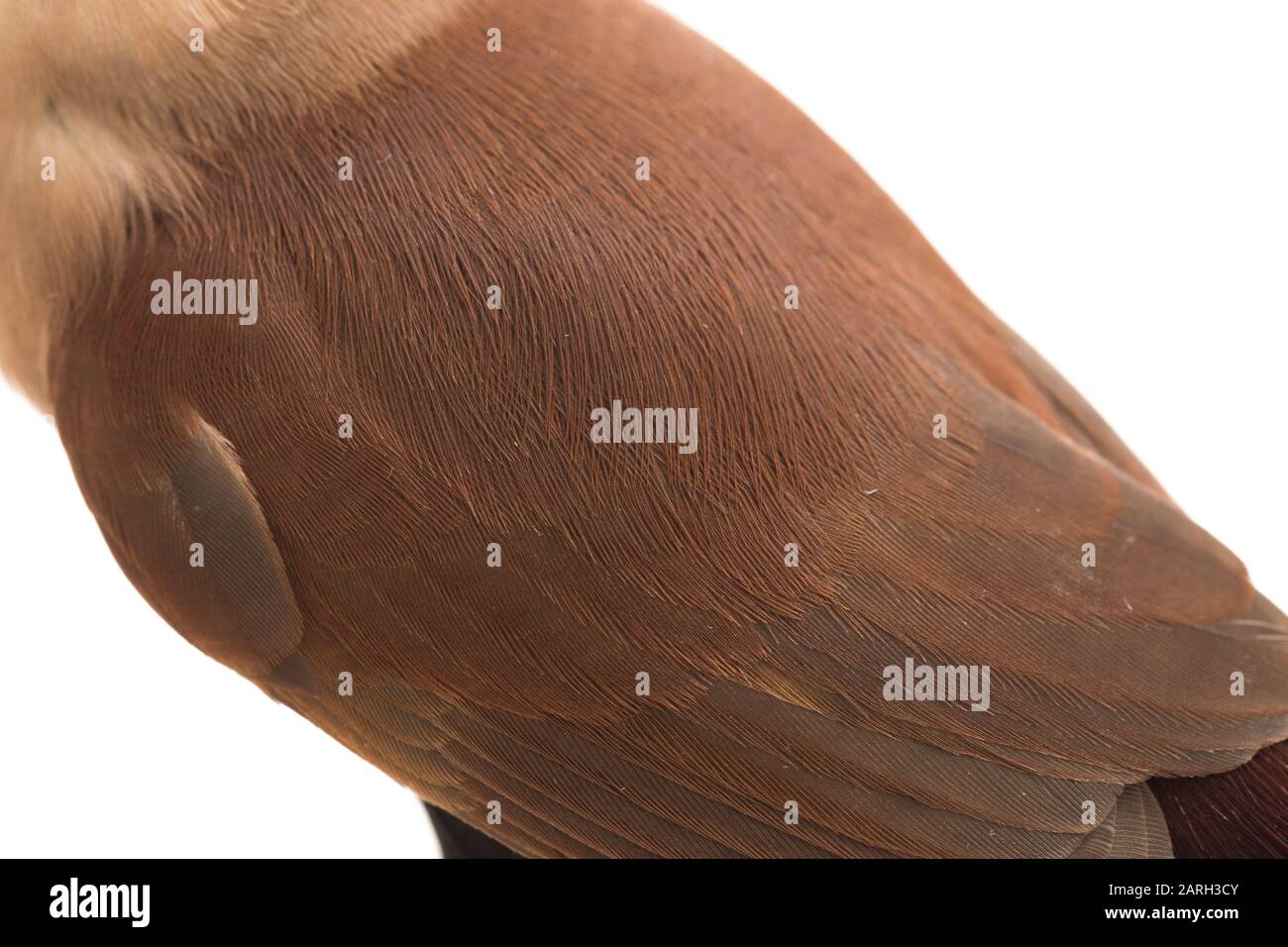 The white-headed munia (Lonchura maja) isolated on white background ...