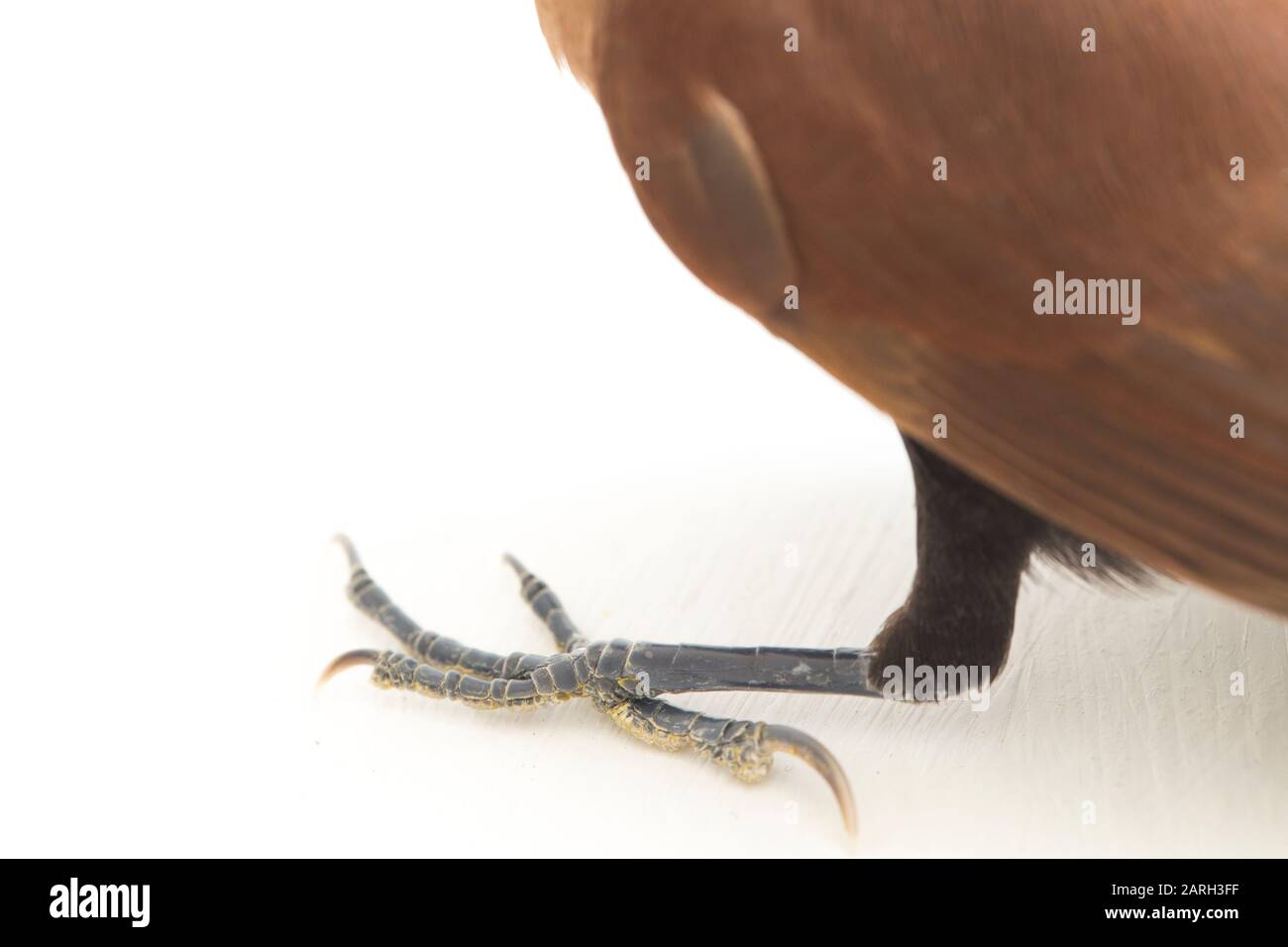 The white-headed munia (Lonchura maja) isolated on white background ...