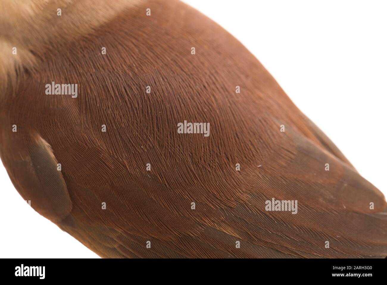 The white-headed munia (Lonchura maja) isolated on white background ...