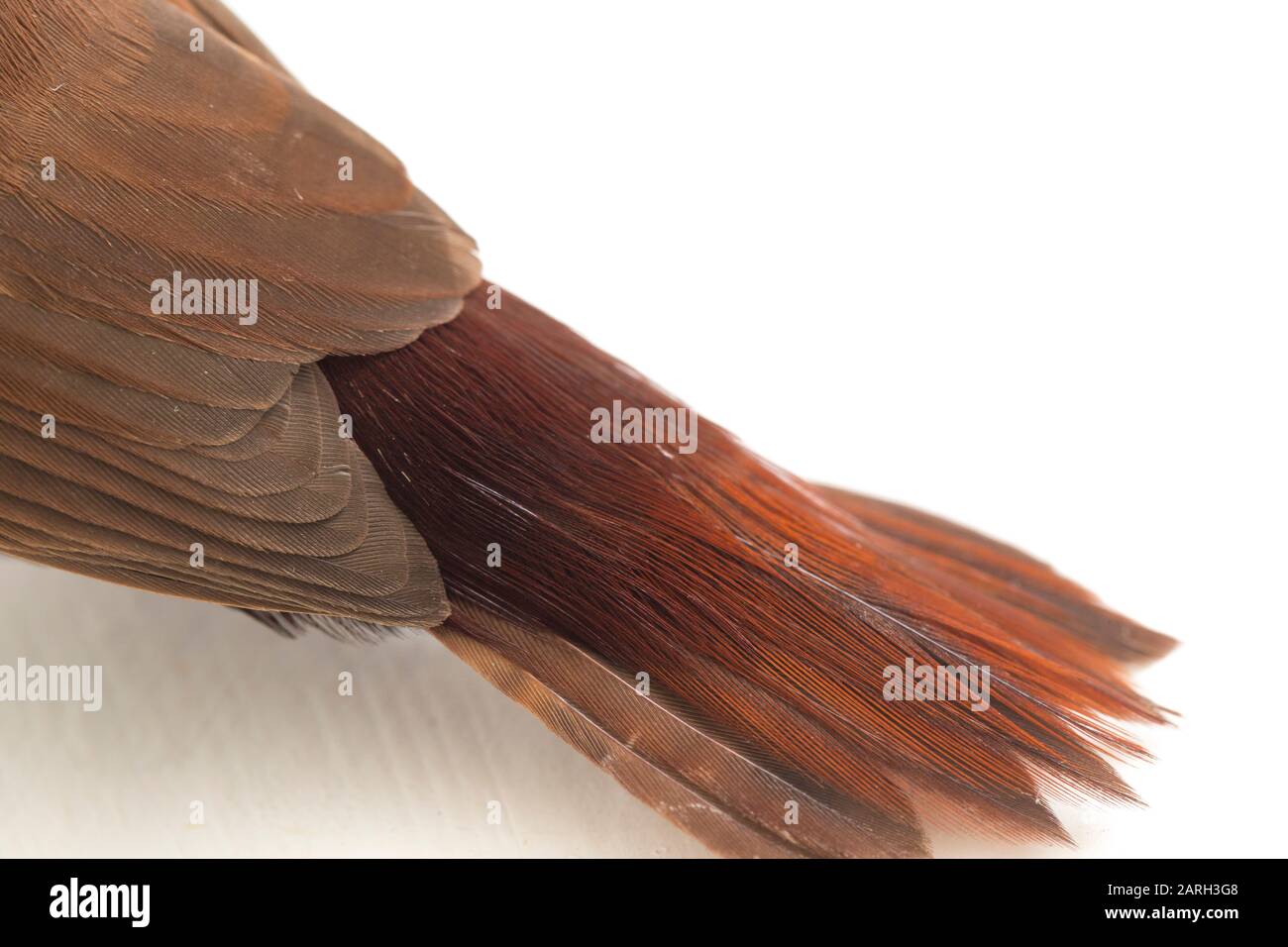 The white-headed munia (Lonchura maja) isolated on white background ...