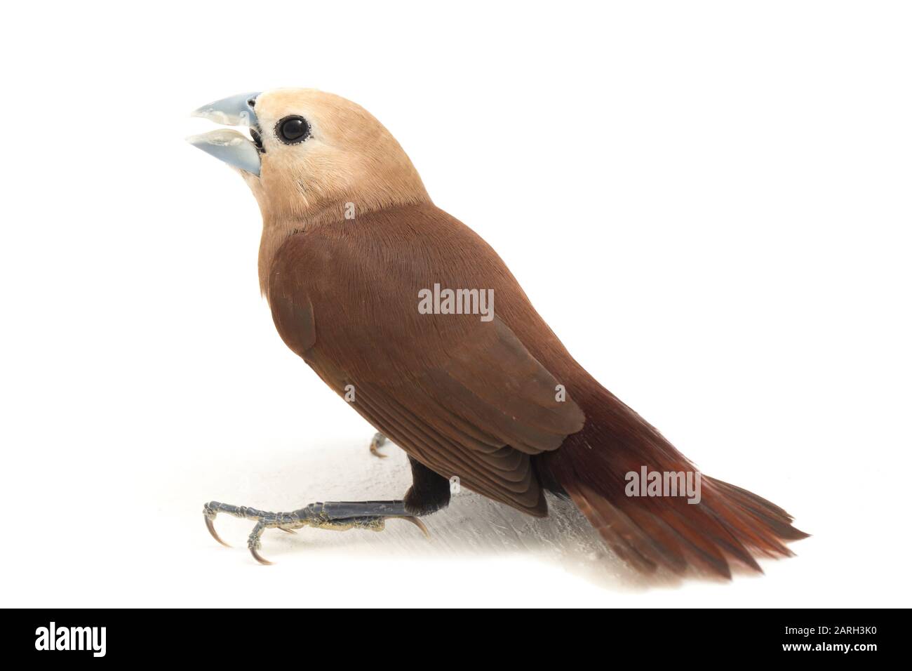 The white-headed munia (Lonchura maja) isolated on white background ...