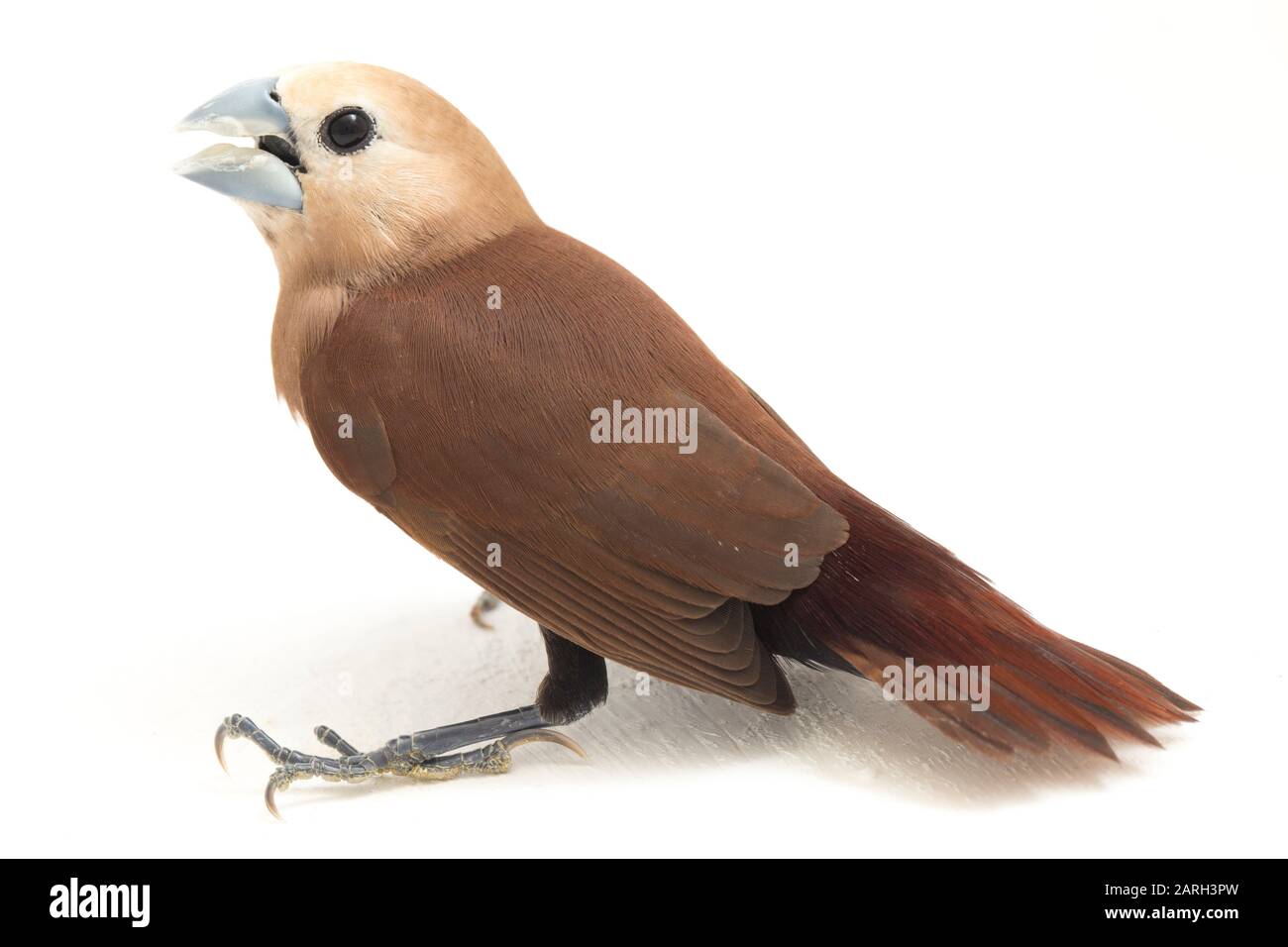 The white-headed munia (Lonchura maja) isolated on white background ...