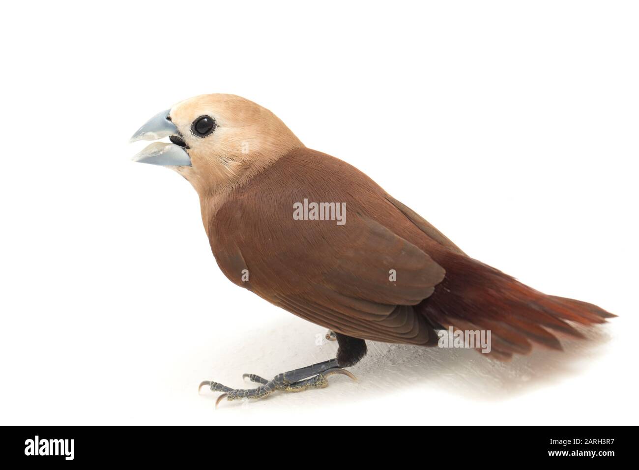 The white-headed munia (Lonchura maja) isolated on white background ...