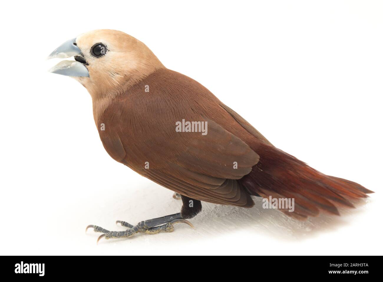 The white-headed munia (Lonchura maja) isolated on white background ...