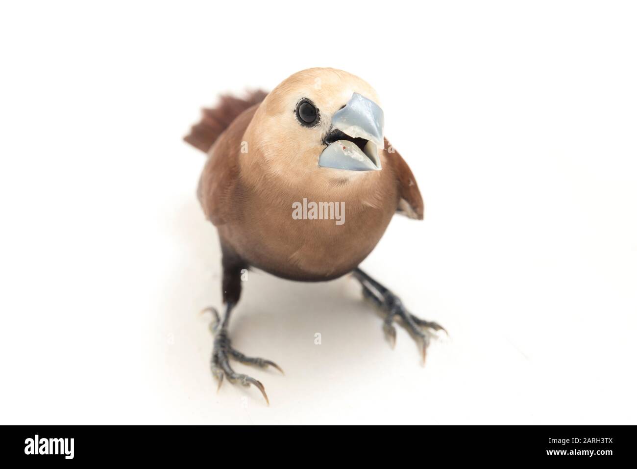 The white-headed munia (Lonchura maja) isolated on white background ...