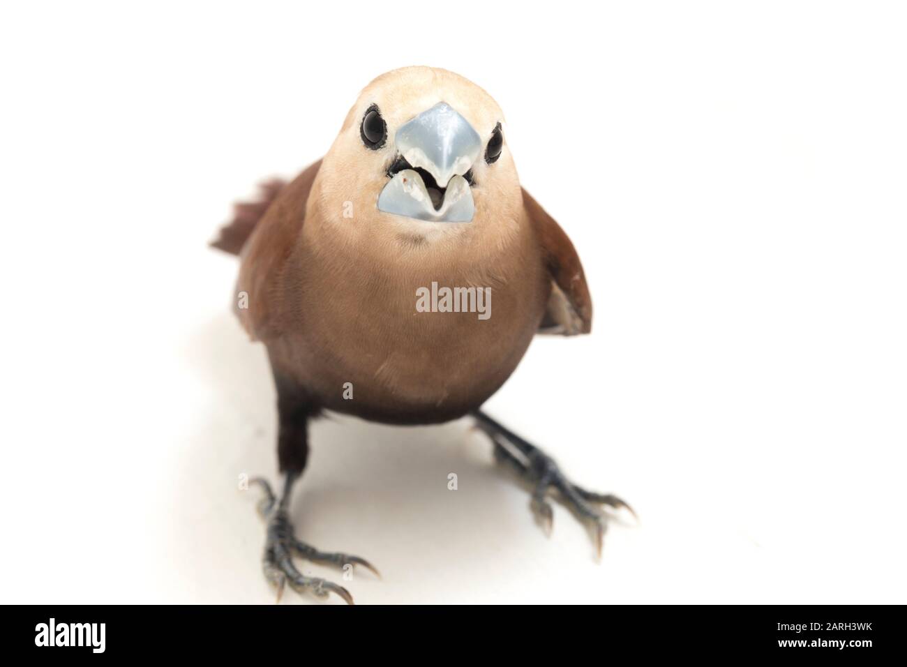 The white-headed munia (Lonchura maja) isolated on white background ...