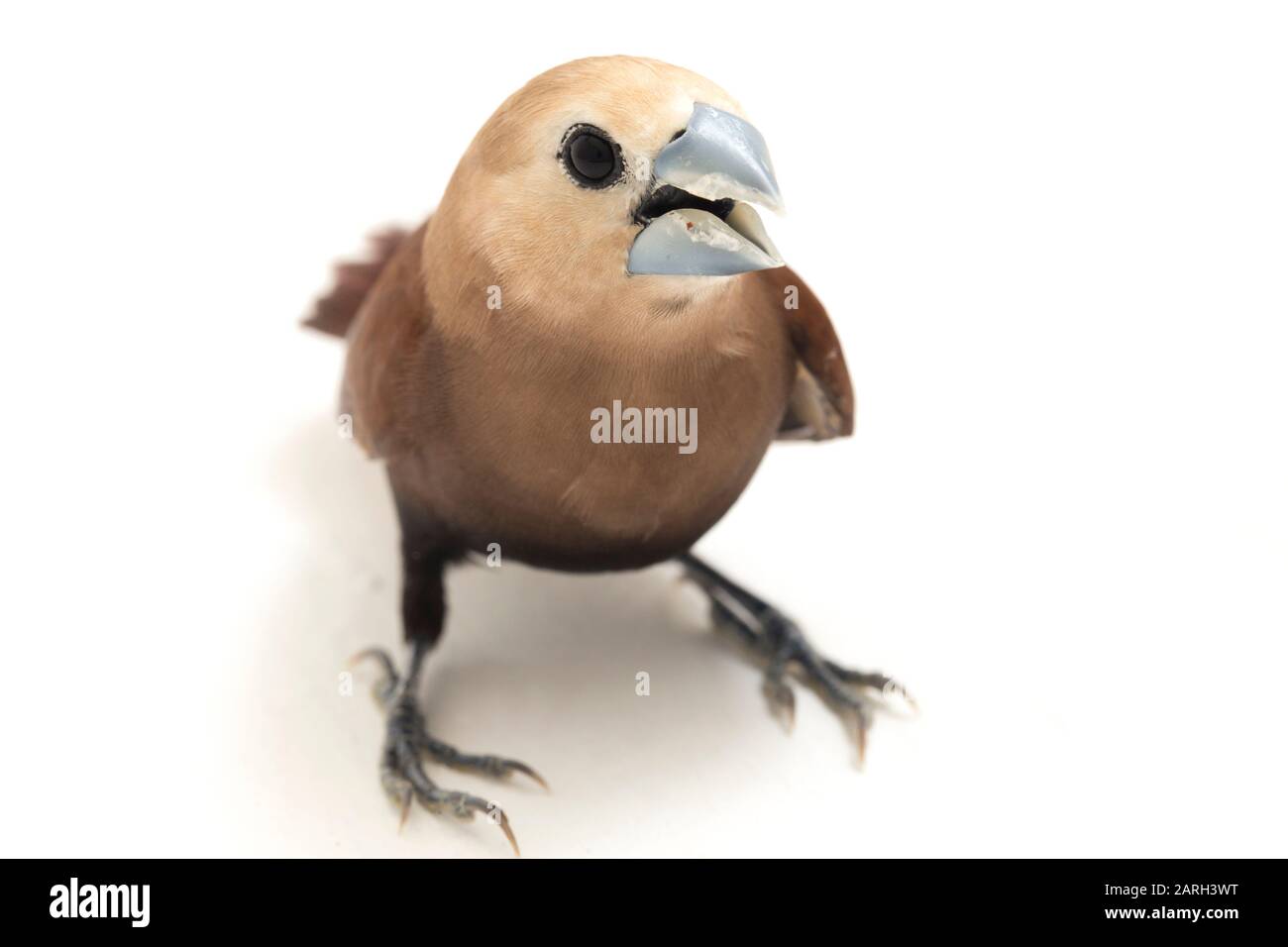 The white-headed munia (Lonchura maja) isolated on white background ...