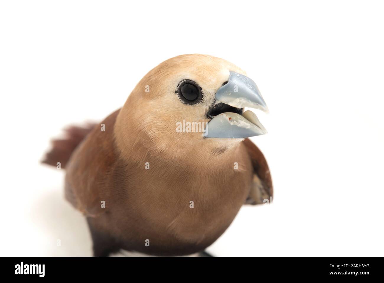 The white-headed munia (Lonchura maja) isolated on white background ...