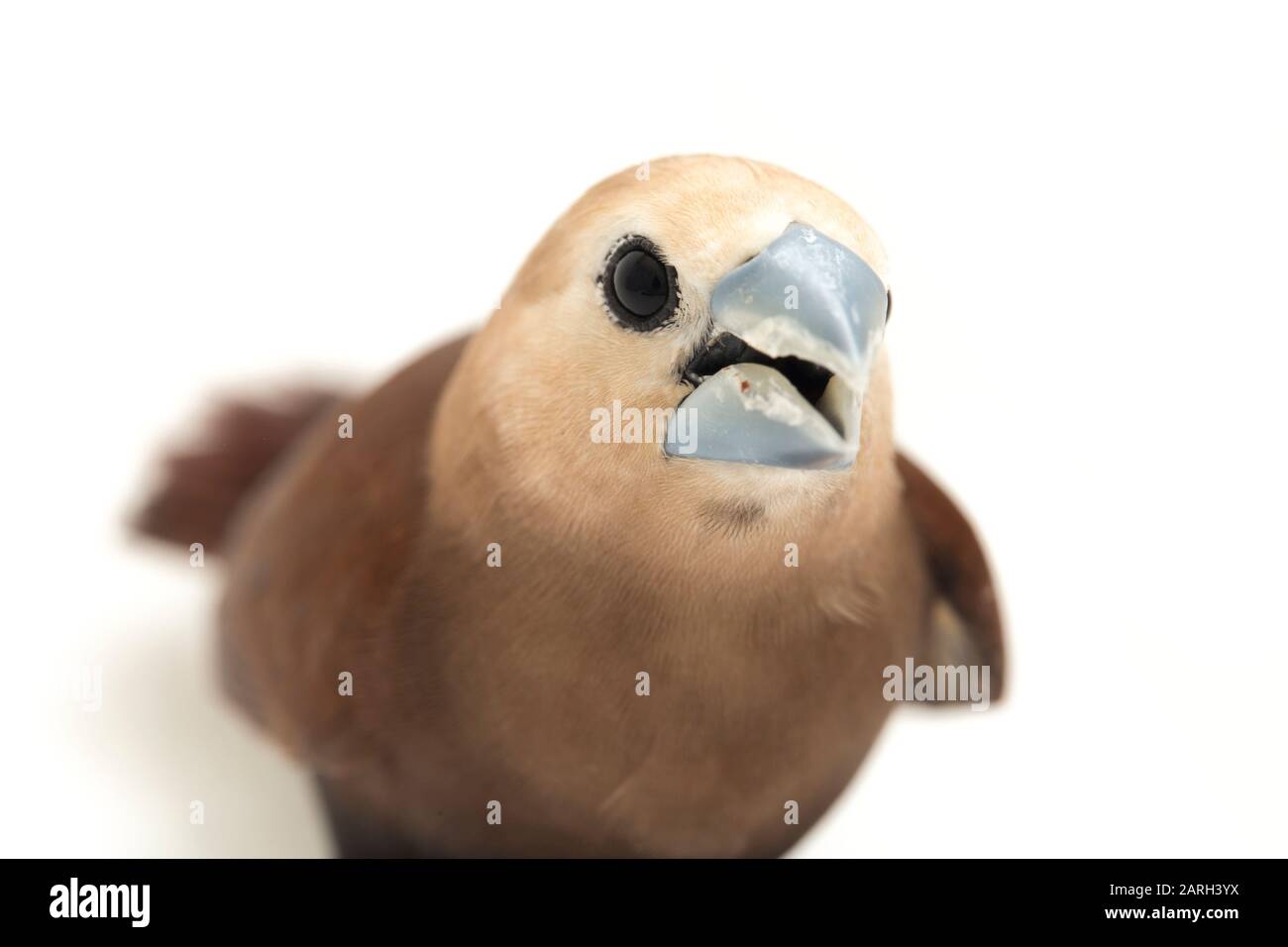 The white-headed munia (Lonchura maja) isolated on white background ...