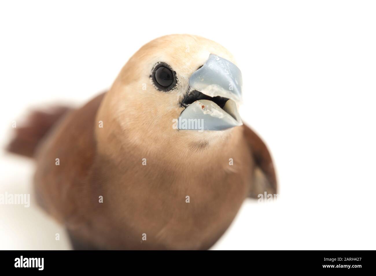 The white-headed munia (Lonchura maja) isolated on white background ...