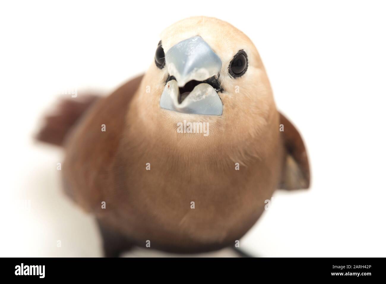 The white-headed munia (Lonchura maja) isolated on white background ...