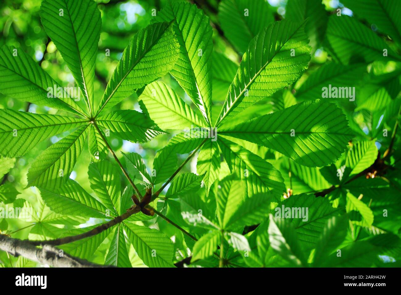 Young fresh chestnut tree hi-res stock photography and images - Alamy