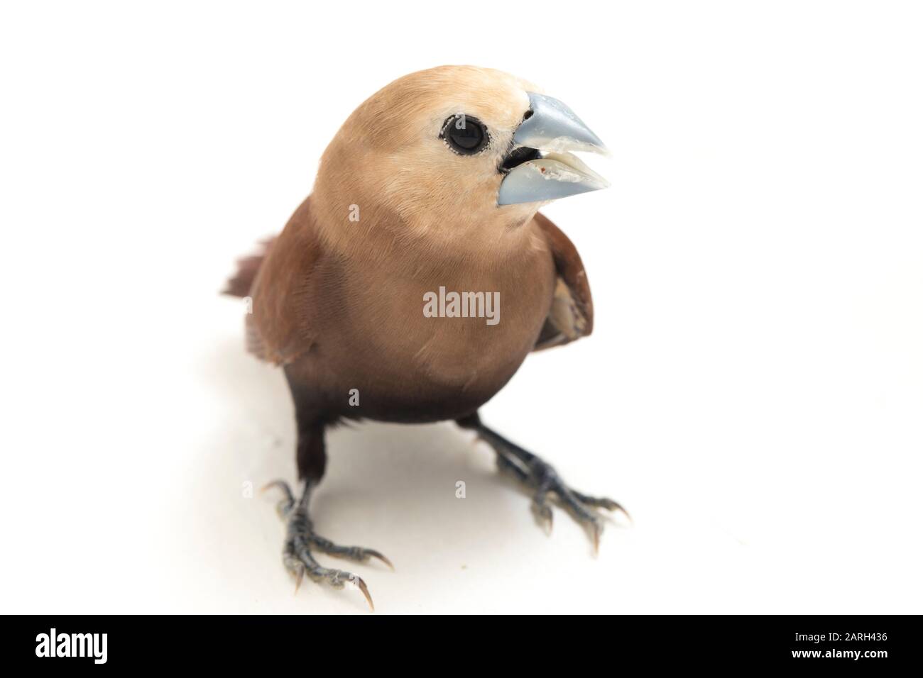 The white-headed munia (Lonchura maja) isolated on white background ...