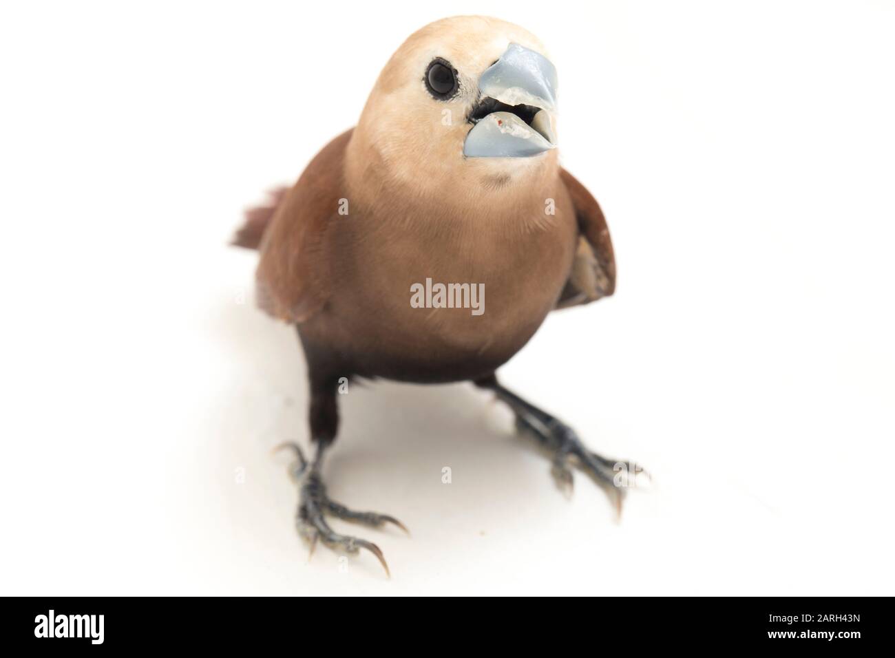 The white-headed munia (Lonchura maja) isolated on white background ...