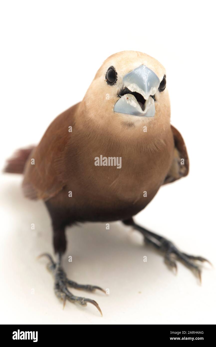 The white-headed munia (Lonchura maja) isolated on white background ...