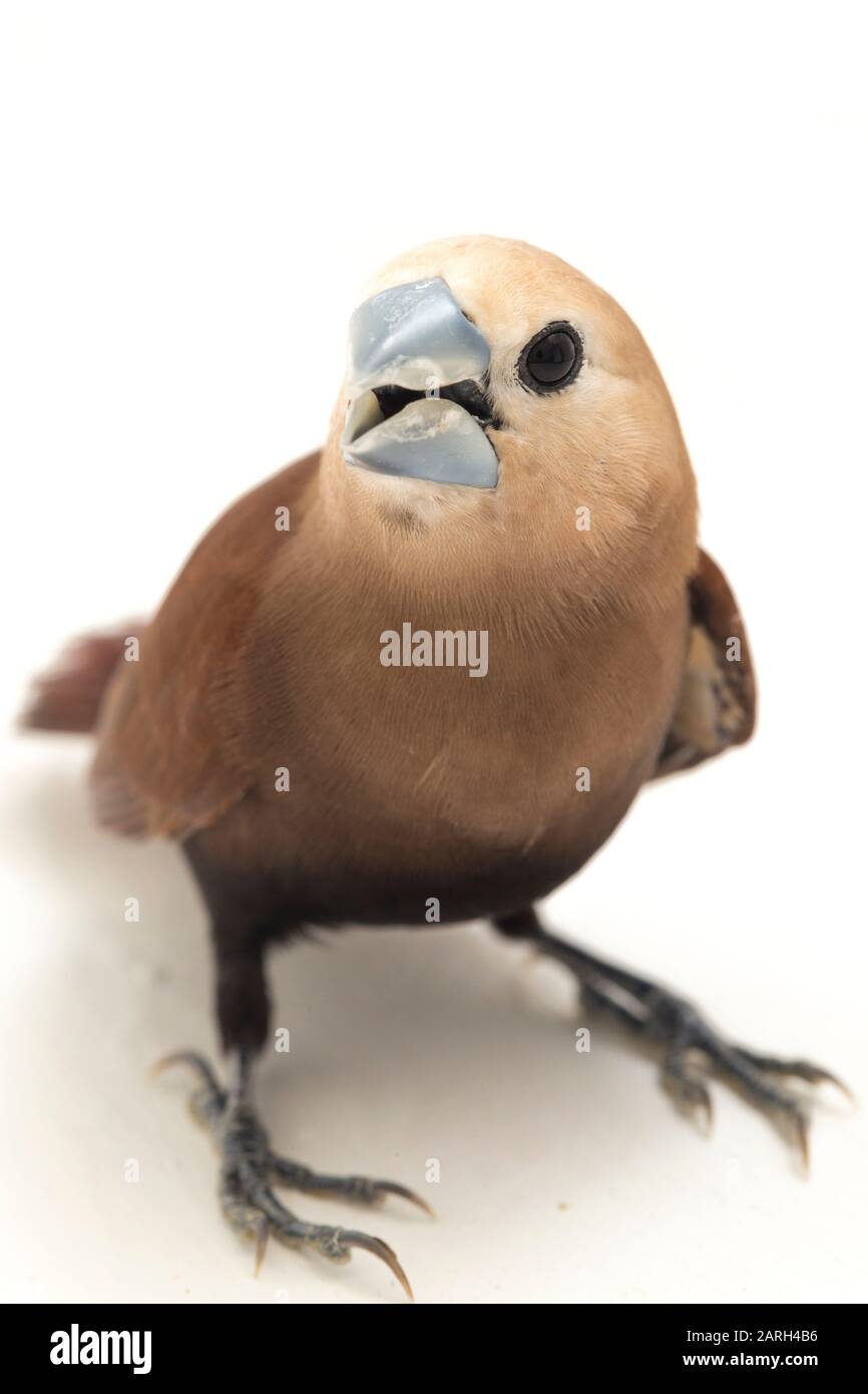 The white-headed munia (Lonchura maja) isolated on white background ...