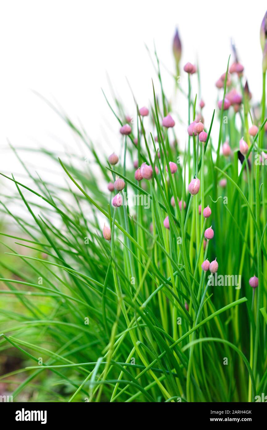 Chives flower buds on white background Stock Photo - Alamy