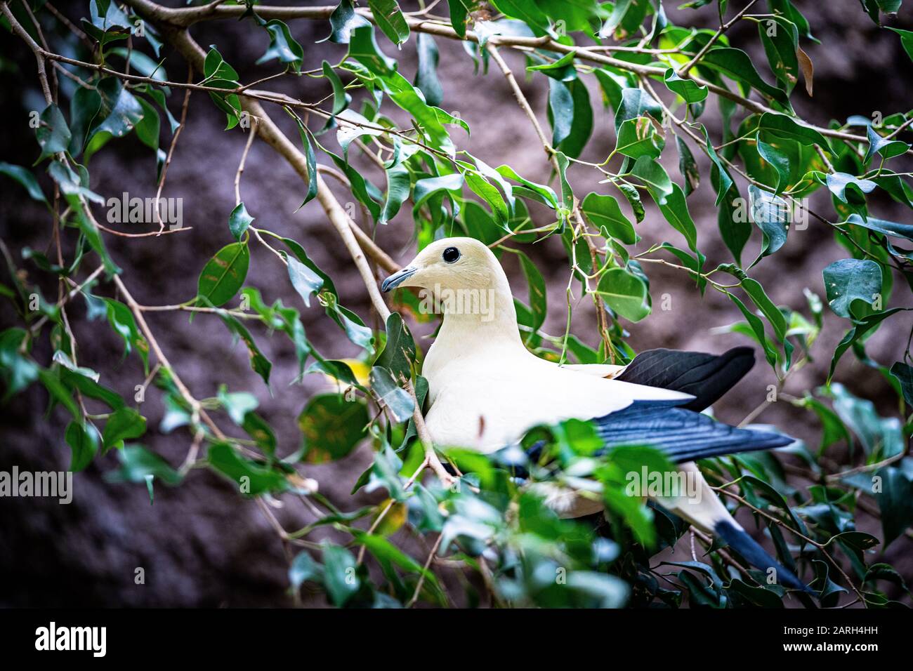 White dove sitting in tree hi-res stock photography and images - Alamy