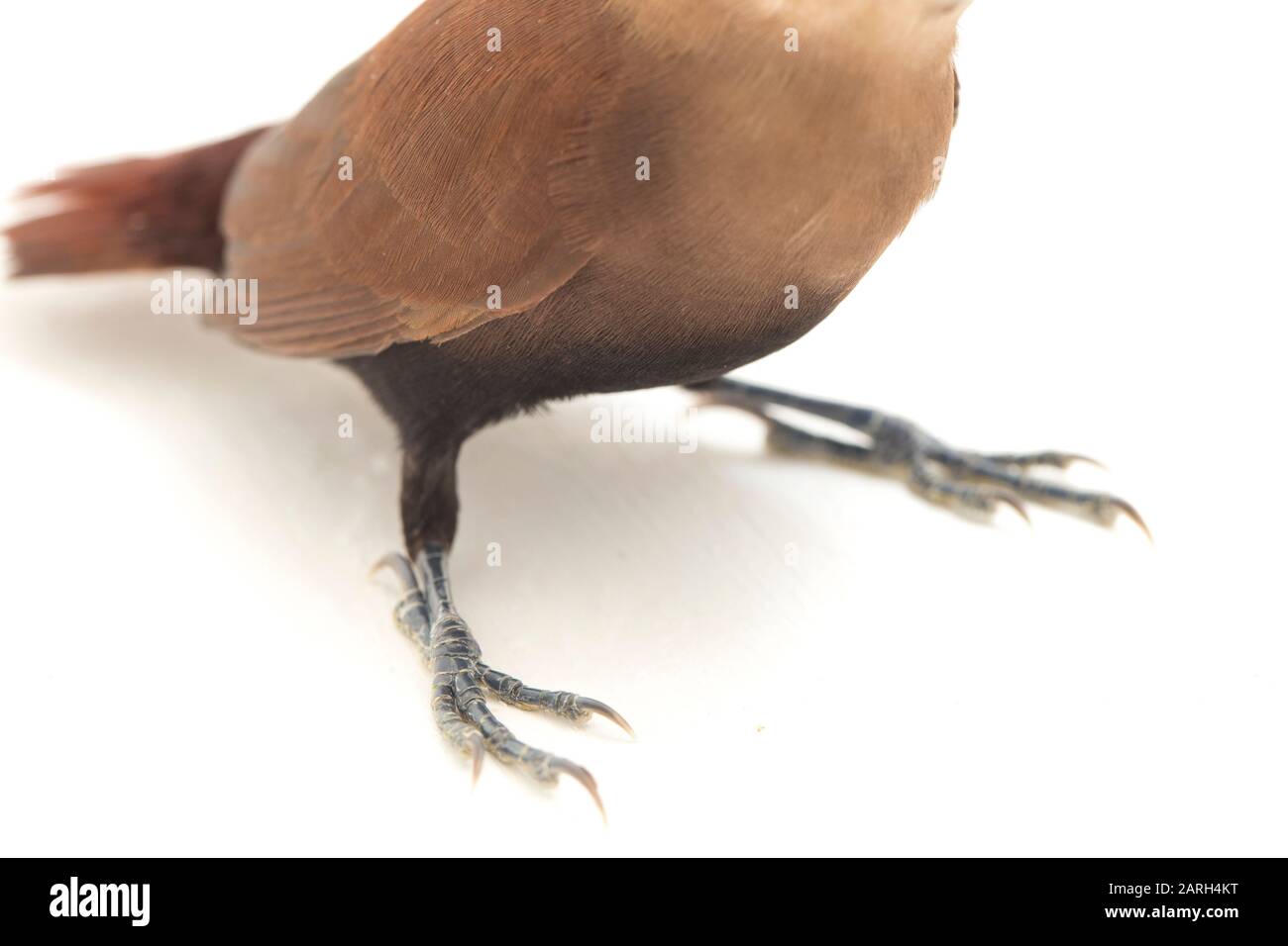 The white-headed munia (Lonchura maja) isolated on white background ...