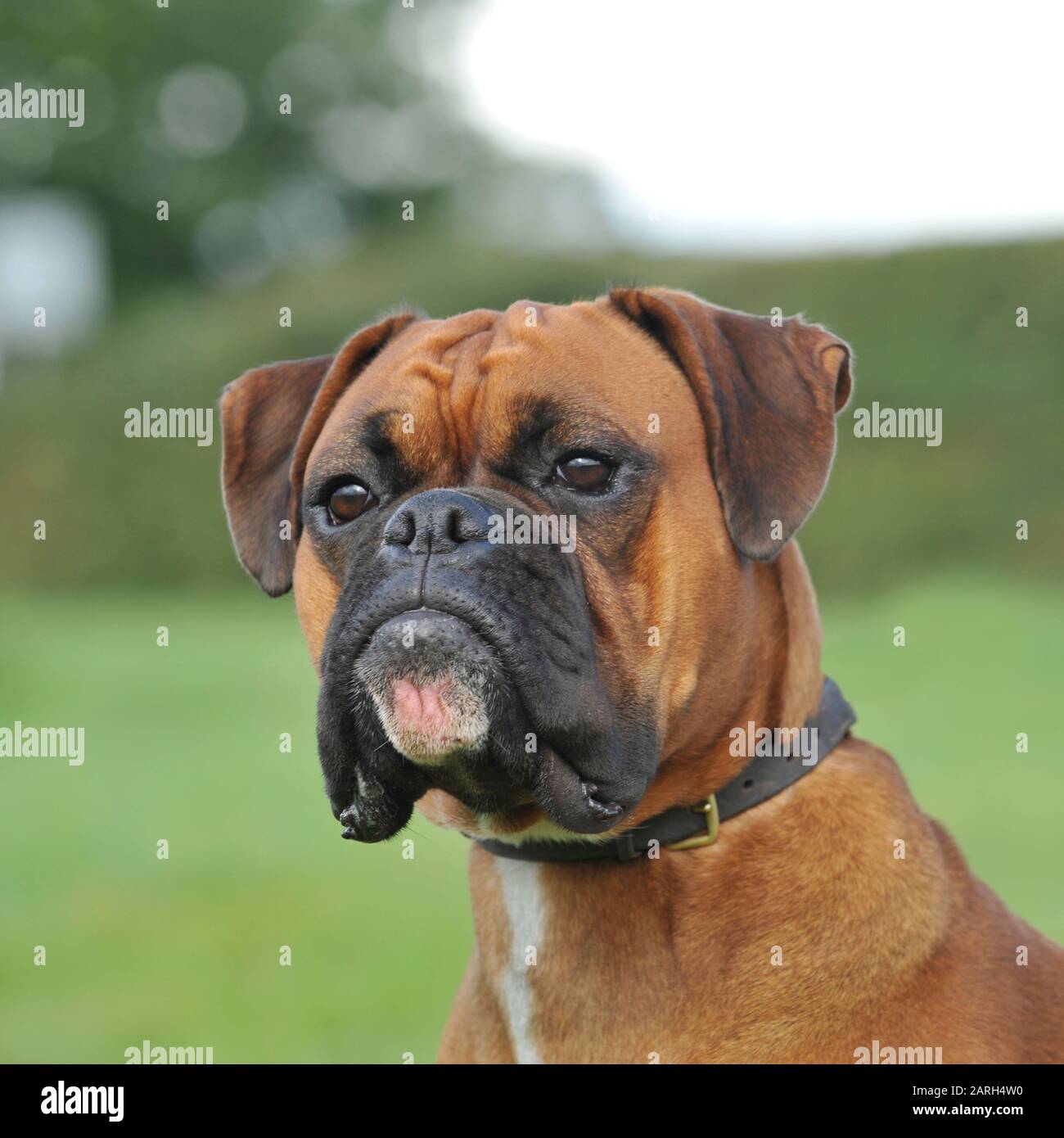 boxer dog Stock Photo - Alamy