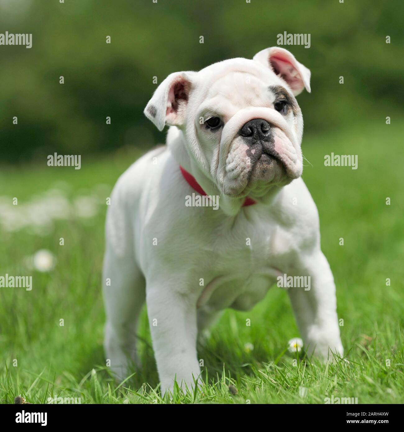 Bulldog Nose High Resolution Stock Photography and Images - Alamy